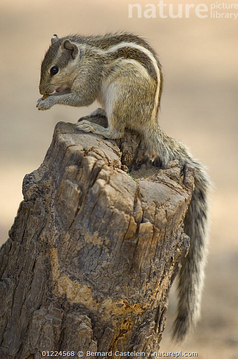 Stock photo of Northern / Five striped palm squirrel (Funambulus ...
