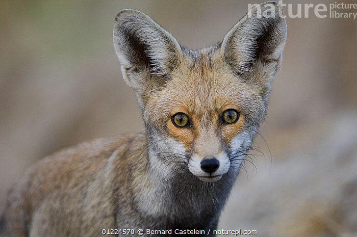 Stock photo of Desert fox (Vulpes vulpes pusilla) Thar desert ...