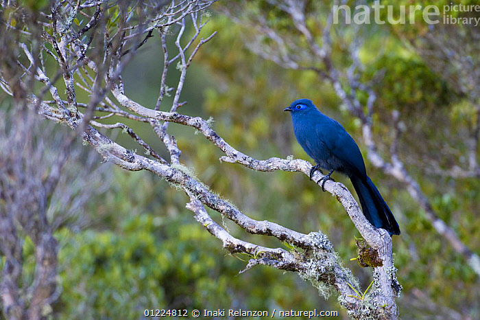 Stock photo of Blue coua (Coua caerulea) Marojejy National Park, North ...
