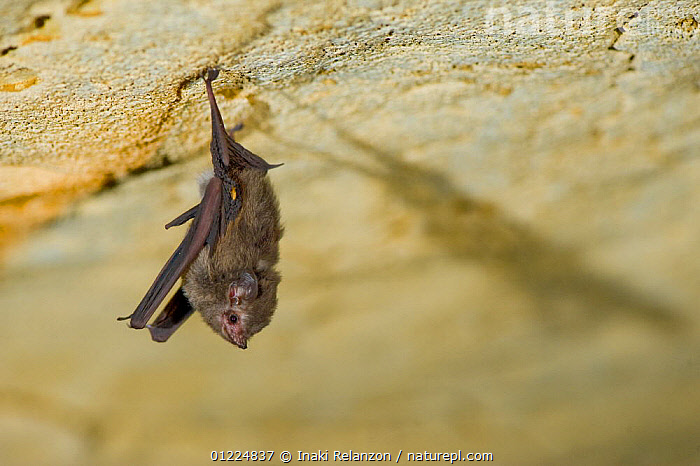 Stock photo of Madagascar bat (Miniopterus sp) roosting in cave ...