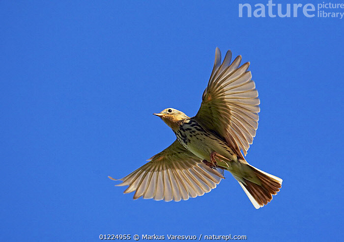Stock photo of Red-throated pipit (Anthus cervinus) in flight, Norway ...