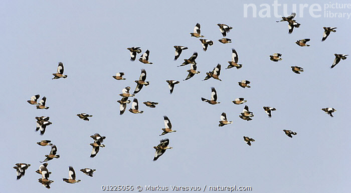 Stock photo of Flock of Common myna (Acridotheres tristis) in flight ...