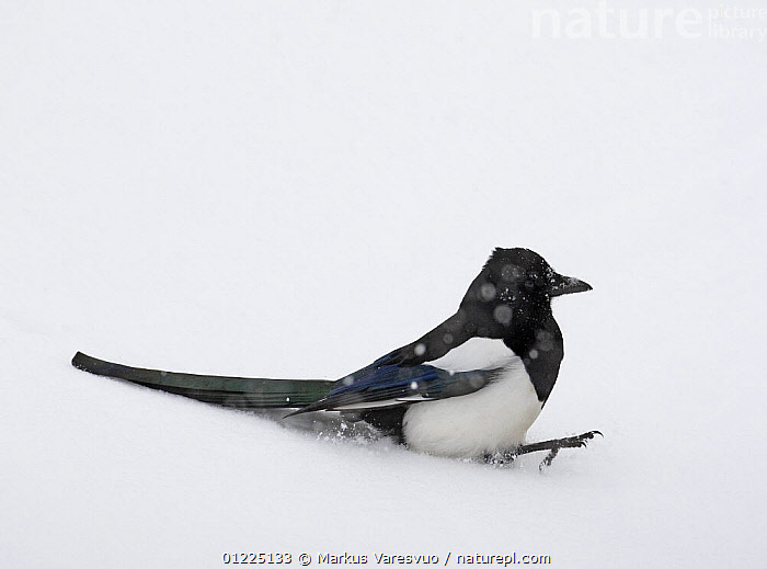 Stock photo of European Magpie (Pica pica) walking through deep snow ...