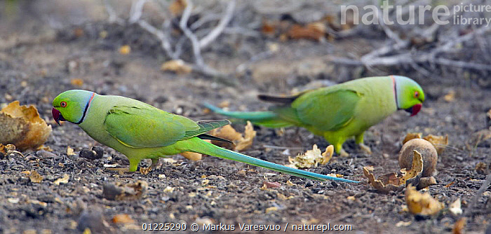 Stock photo of Two Rose-ringed parakeets (Psittakula kramerii) feeding ...