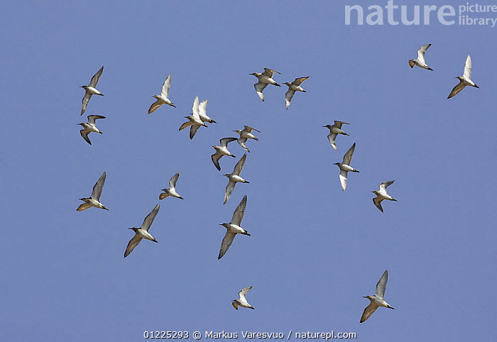 Stock photo of Ruff (Pholomachus pugnax) flock in flight, Oman, March ...