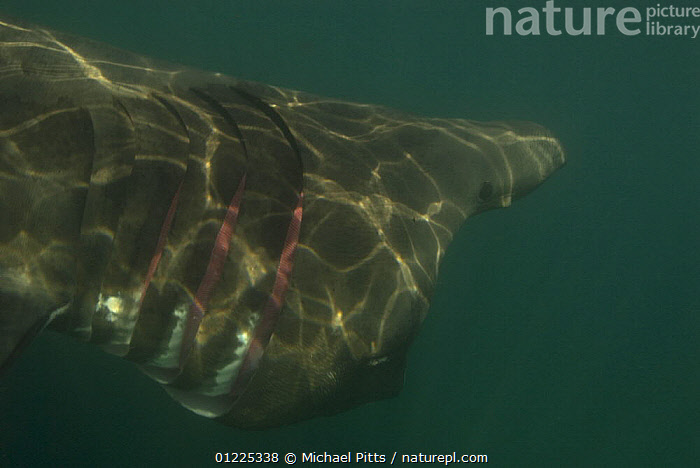 Stock photo of Gills of Basking shark {Cetorhinus maximus} feeding with ...