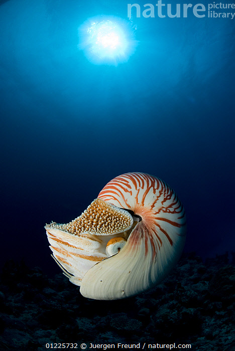 Stock photo of Chambered nautilus {Nautilus pompilius} Indo-pacific ...