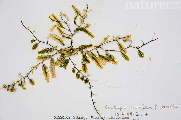 Stock photo of Sample of Green algae {Caulerpa crassifolia} from Coral ...