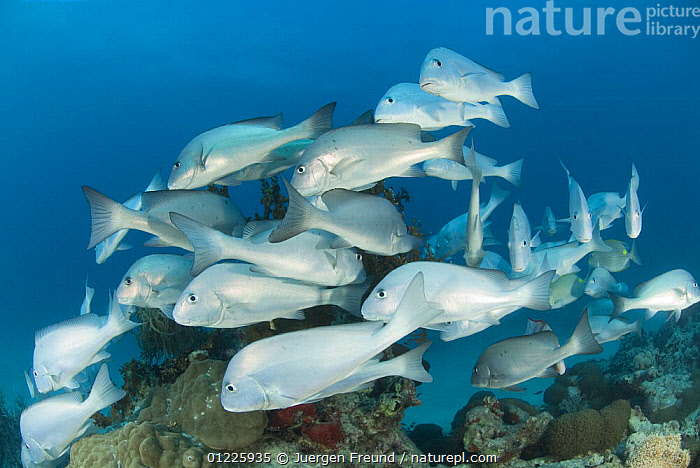 Stock photo of Schooling Slate sweetlips {Diagramma labiosum} Indo ...