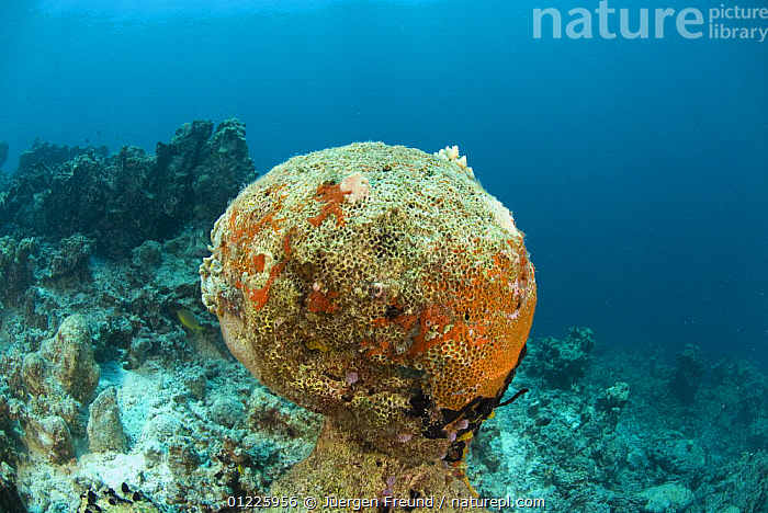 Stock photo of Coral rubble caused by 2002 coral bleaching, Indo ...