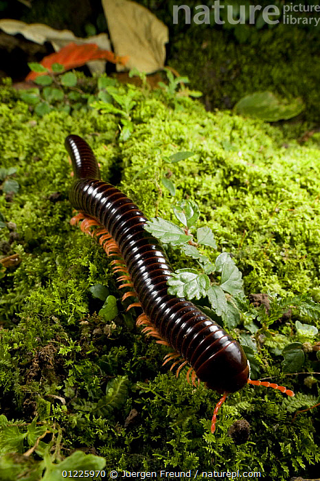 Stock photo of Giant millipede, Philippines. Available for sale on www ...