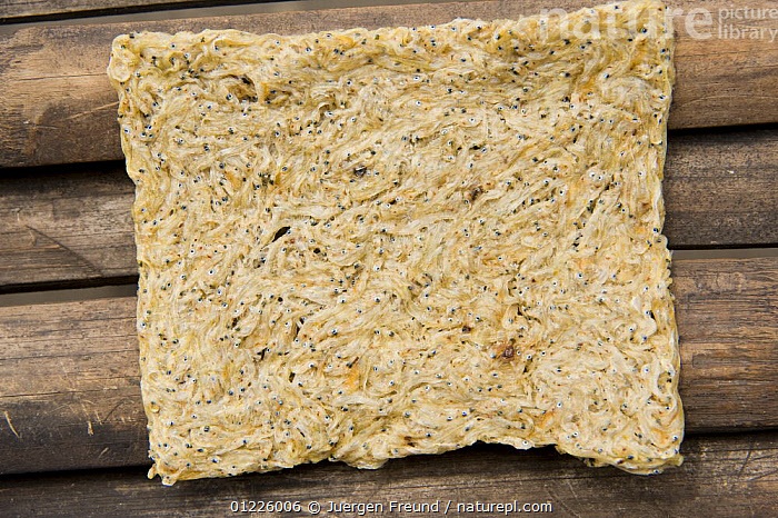 Stock photo of Block of Sinarapan / Tabios fish {Mistichthys luzonensis ...