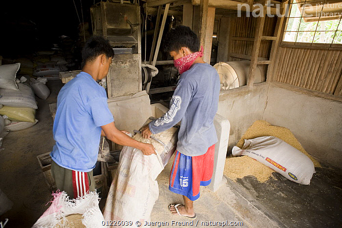 Stock photo of Milling / husking the harvested threshed rice. The husk ...