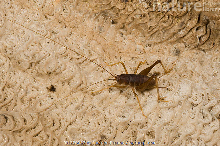 Stock photo of Orthopteran insect inside a cave in Caramoan, Camarines ...