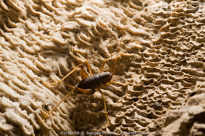 Stock photo of Orthopteran insect inside a cave in Caramoan, Camarines ...