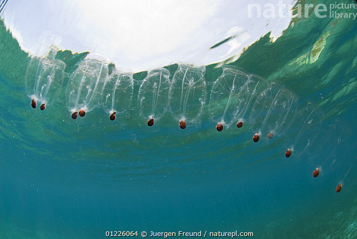 Stock photo of Colonial salp {Salpidae}, barrel-shaped, free-floating ...