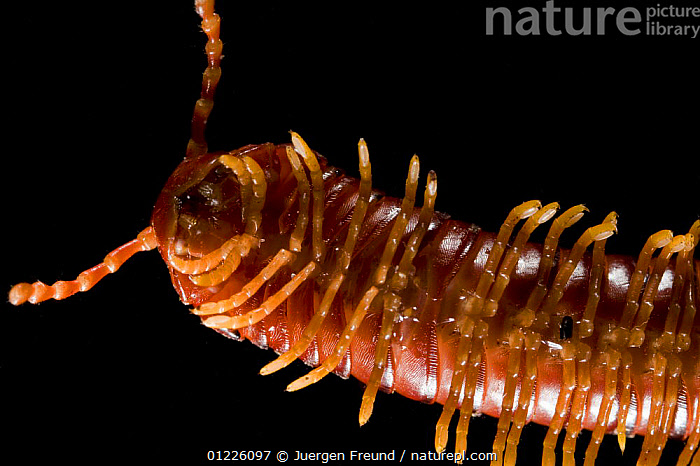 Stock photo of Tropical millipede, Philippines. Available for sale on ...