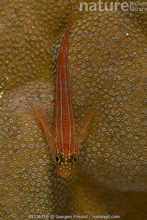 Stock photo of Striped triplefin fish {Helcogramma striata} on hard ...