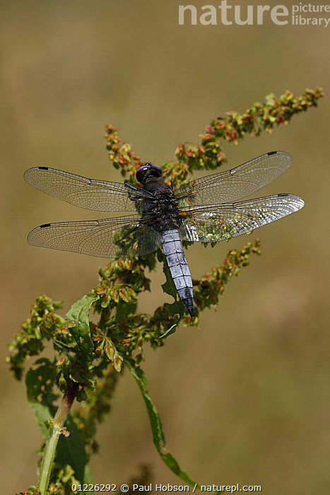 Stock photo of Scarce Chaser {Libellula fulva} male, UK. Available for ...