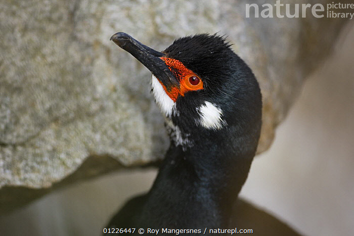Stock photo of Magellan cormorant / Rock shag (Phalacrocorax ...