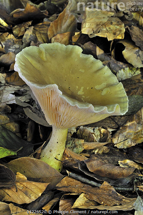 Stock photo of Club foot / Club-footed agaric fungus (Clitocybe ...