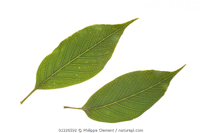 Stock photo of Japanese evergreen oak (Quercus acuta) leaves, native to ...