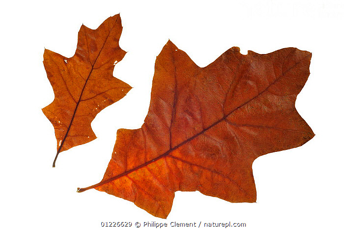 Stock photo of Southern red / Spanish / Swamp red oak (Quercus falcata ...