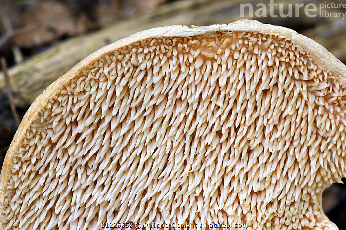 Stock photo of Wood hedgehog / Hedgehog mushroom (Hydnum repandum ...