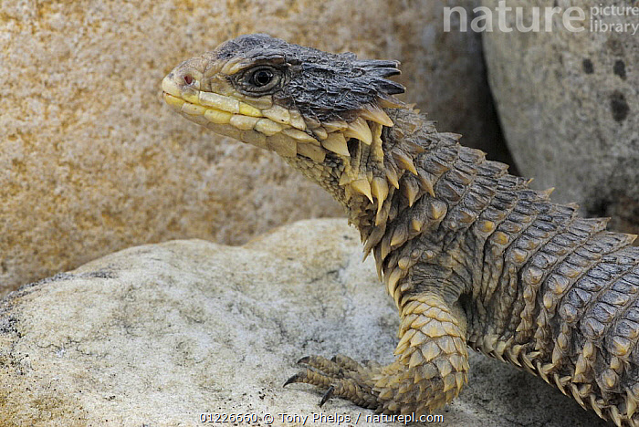 Stock photo of Sungazer (Gerrhosaurus giganteus) lizard captive, from ...
