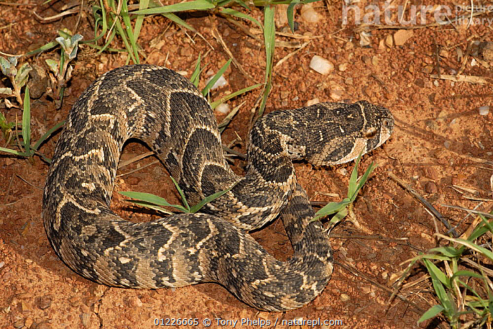 Stock photo of Puff adder (Bitis arietans) juvenile male, Little Karoo ...