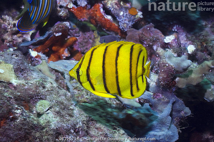 Stock photo of Eight-banded butterflyfish (Chaetodon octofasciatus ...