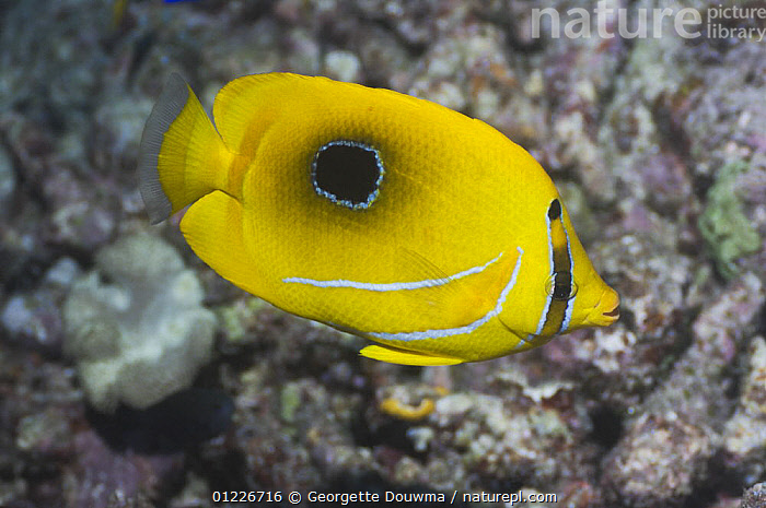 Stock photo of Bennett's butterflyfish (Chaetodon benetti) Raja Ampat ...