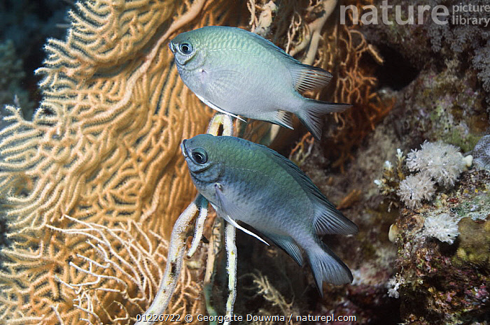 Stock photo of White-belly damselfish (Amblyglyphidodon leucogaster ...