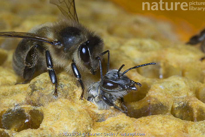 Stock photo of Honey bee {Apis mellifera} on honeycomb frame with ...