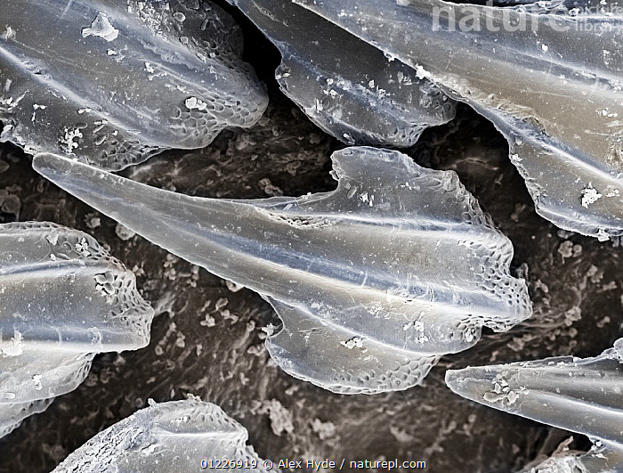Stock photo of Electron micrograph of dermal denticles on skin of a ...
