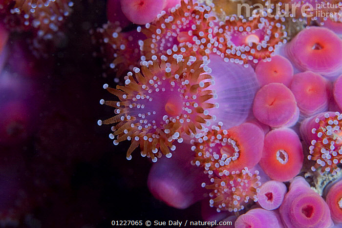 Stock photo of Jewel anemone {Corynactis viridis} purple form ...