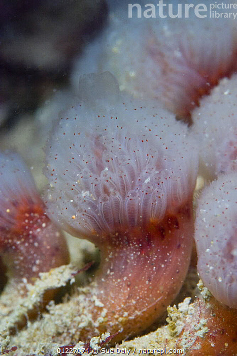 Stock photo of Club sea squirt {Morchellium argus} Channel Islands, UK ...