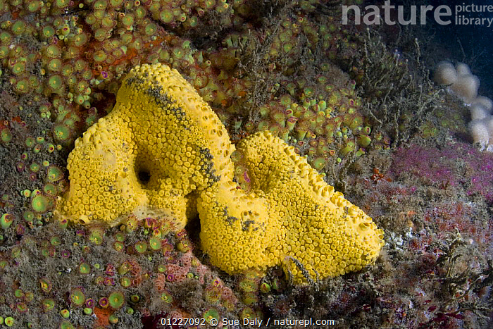 Stock photo of Boring sponge {Cliona celata} Gouliot Caves, Alderney ...