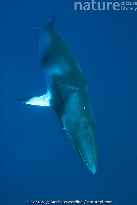 Stock photo of Dwarf minke whale, thought to form a yet-to-be named sub ...