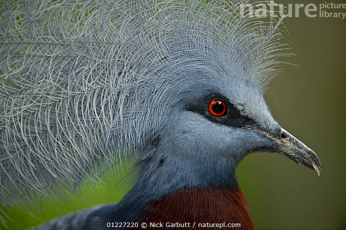 Stock photo of Southern crowned pigeon (Goura scheepmakeri) from dry ...
