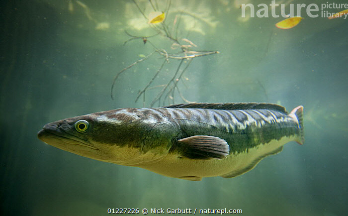 Stock photo of Giant snakehead / Toman (Channa micropeltes)Found in ...