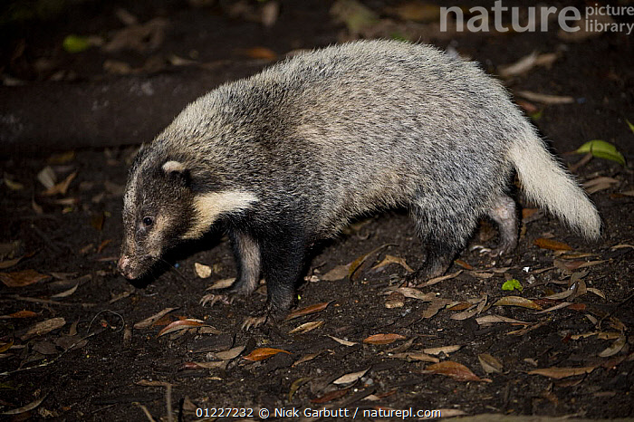 Stock photo of Hog badger (Arctonyx collaris) from rainforests in ...