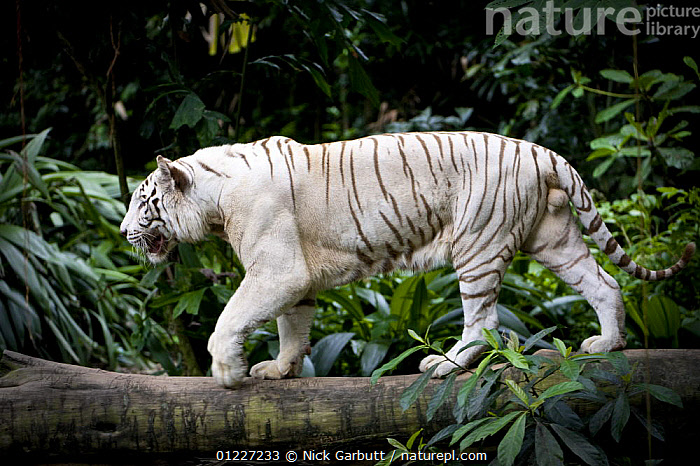 Stock photo of Male White tiger (Panthera tigris tigris). Double ...