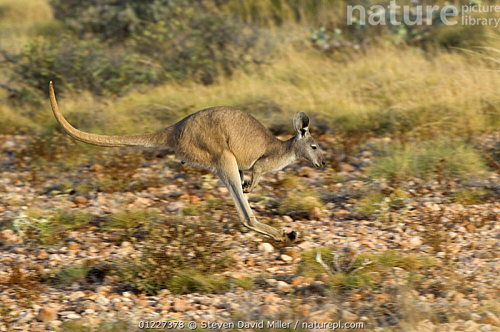 Stock photo of Euro / Common wallaroo (Macropus robustus)hopping ...