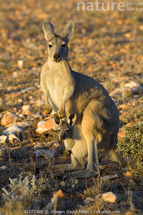 Stock photo of Euro / Common wallaroo (Macropus robustus)female with ...