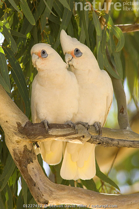 Stock photo of Little Corella (Cacatua sanguinea gymnopis) pair ...