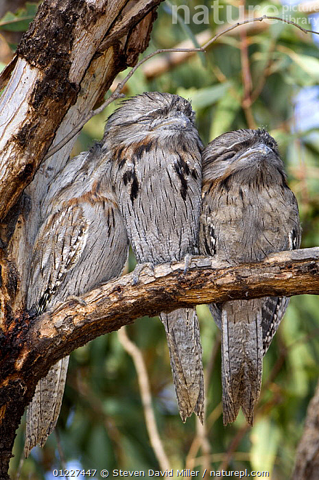 Stock photo of Three Tawny frogmouths (Podargus strigoides) perched ...