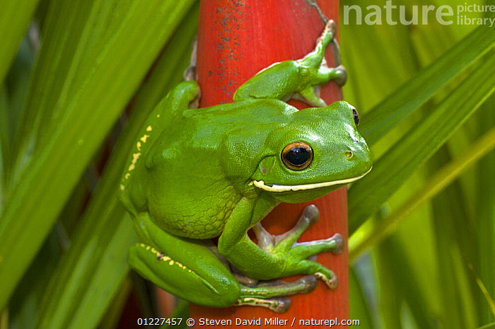 Giant Tree Frog Nature In Stock