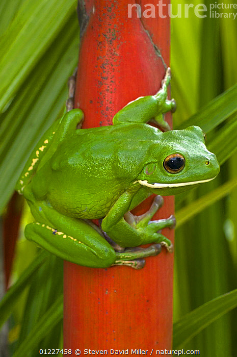 Stock photo of White-lipped / Giant tree frog (Litoria infrafrenata) on ...