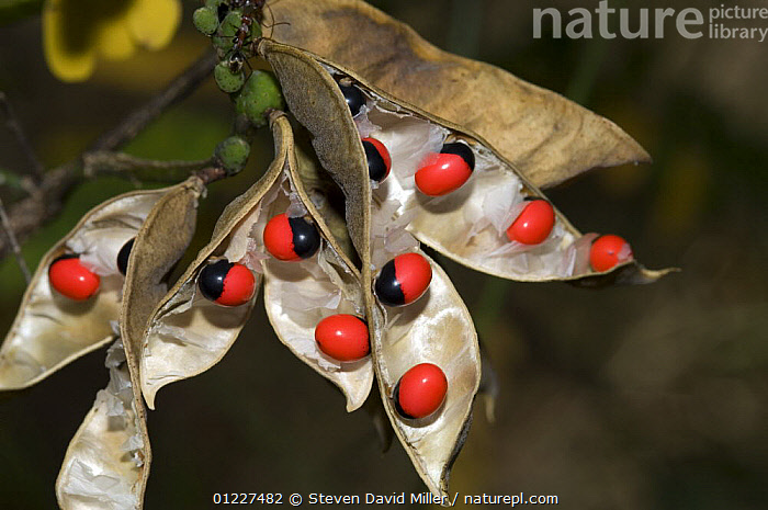 Stock photo of Gidgee Gidgee seeds {Acacia cambagei} Cobbold Gorge ...